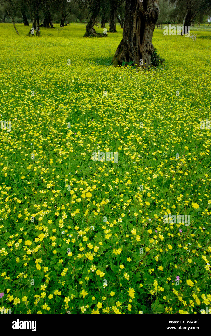 Yellow flowers in spring Stock Photo - Alamy