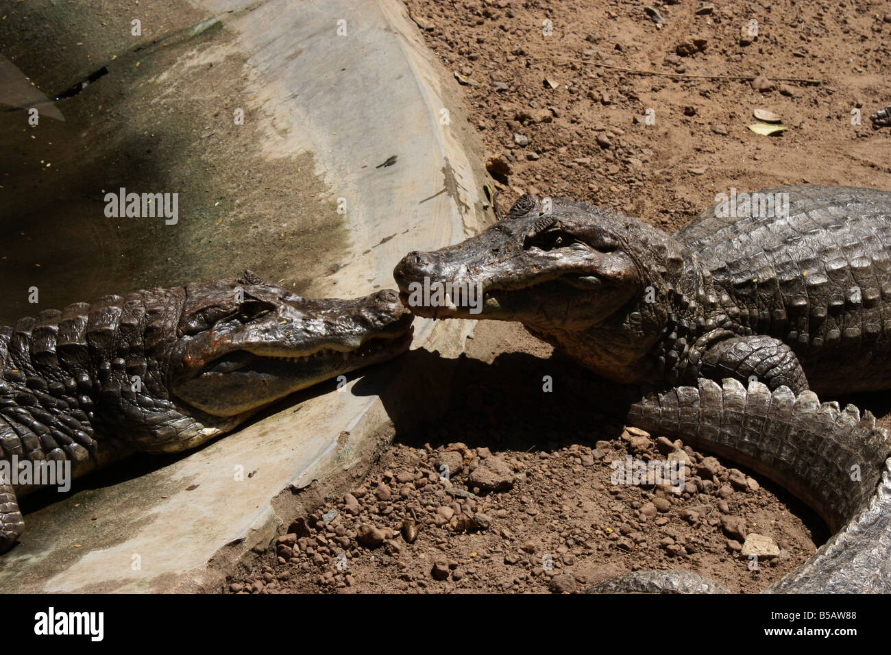Saltwater crocodiles hi-res stock photography and images - Alamy