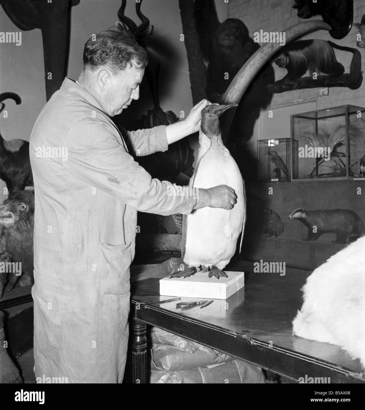 Taxidermist Workshop. January 1960 A715-018 Stock Photo - Alamy