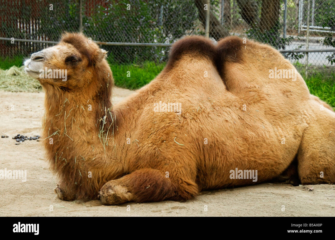 Camel sleeping hi-res stock photography and images - Alamy