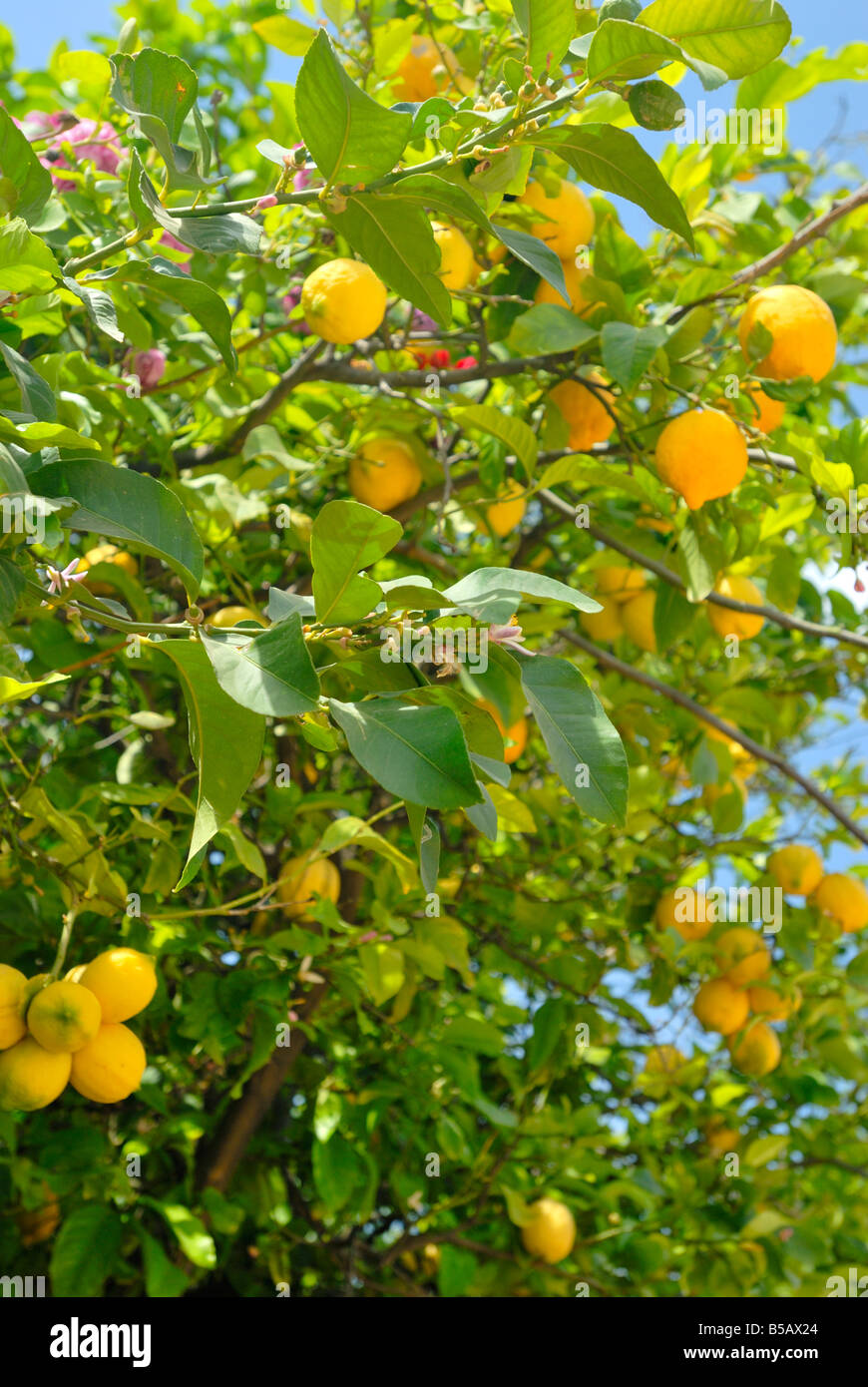 Lemon tree hi-res stock photography and images - Alamy