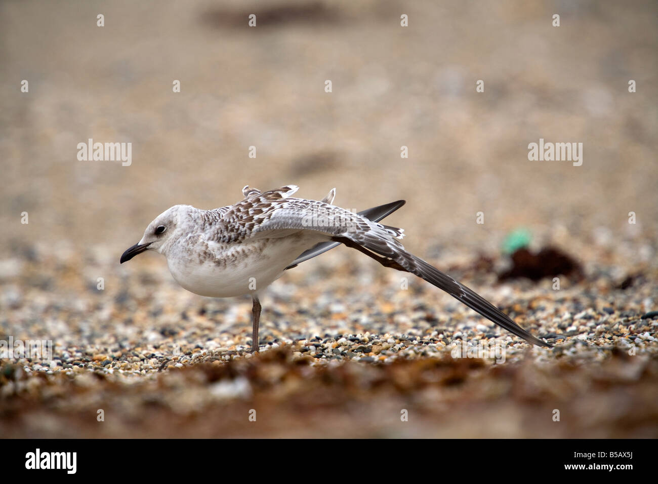mediterranean gull Larus melanocephalus wing stretching Stock Photo - Alamy