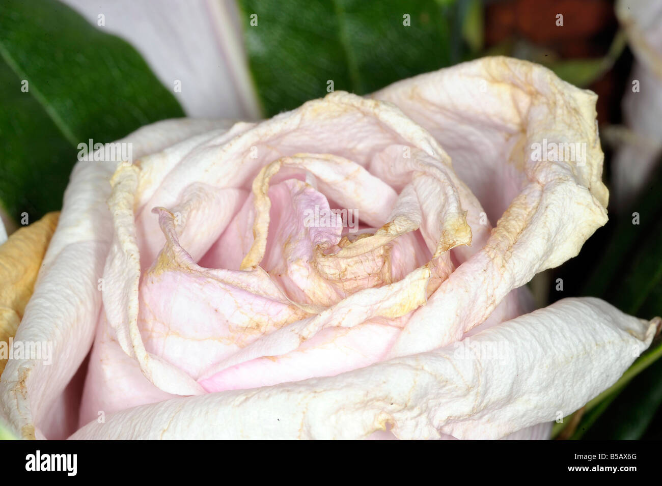 white rose funereal funeral dying decaying flower detail macro close-up ...