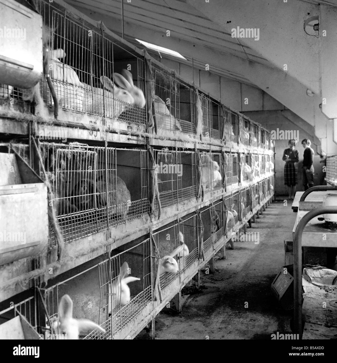 Breeding cage Black and White Stock Photos & Images - Alamy