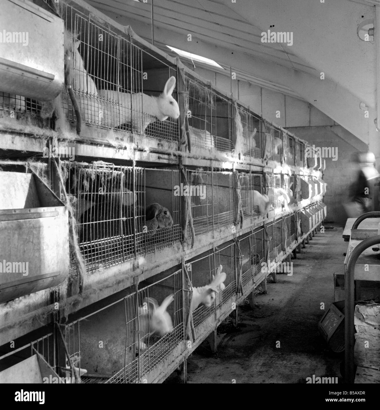 Rabbits bred in cage at a Rabbit farm. 1962 A871-004 Stock Photo - Alamy