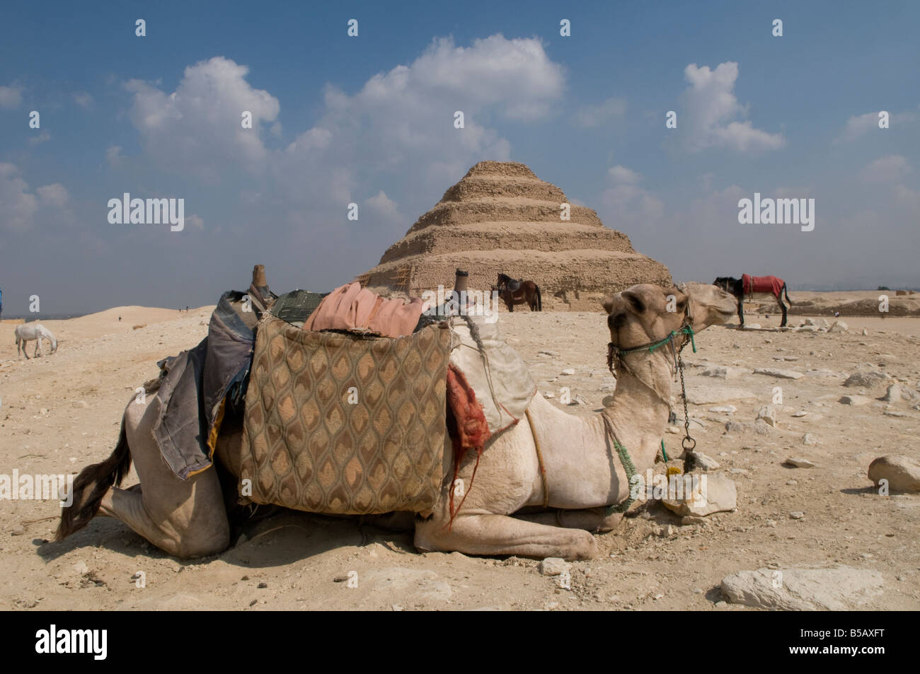 Camel at the Djoser (Zoser) Step Pyramid in Saqqara ancient burial ...