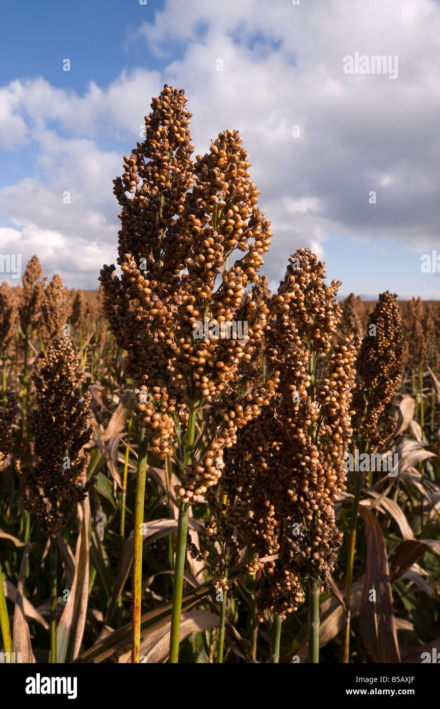 What Type Of Animal Feed Is Sorghum at Esteban Roder blog