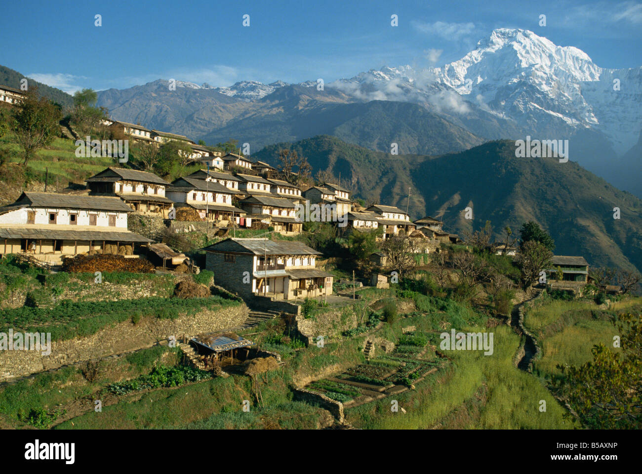 Houses and terraced fields at Gurung village Ghandrung with Annapurna ...