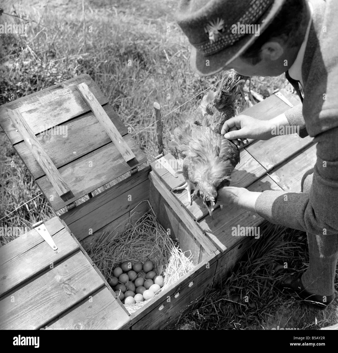 Gamekeeper seen here checking the hen house . 1959 Stock Photo - Alamy
