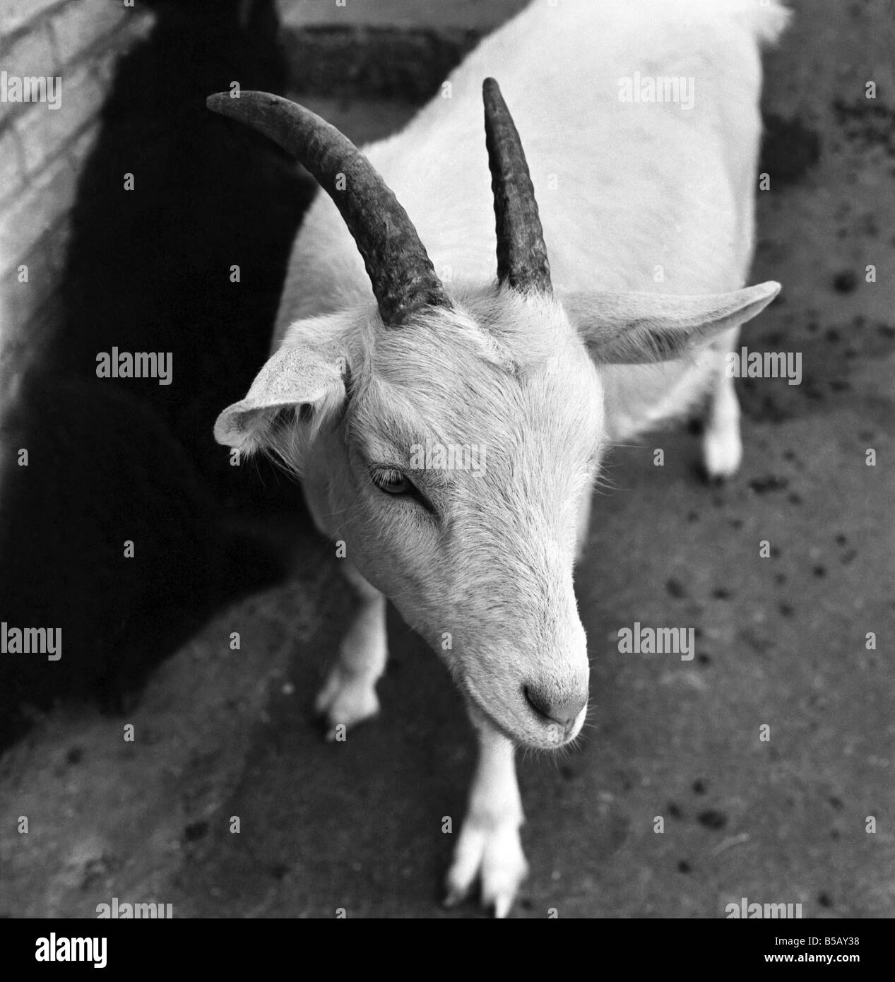 London zoo 1960s hi-res stock photography and images - Alamy