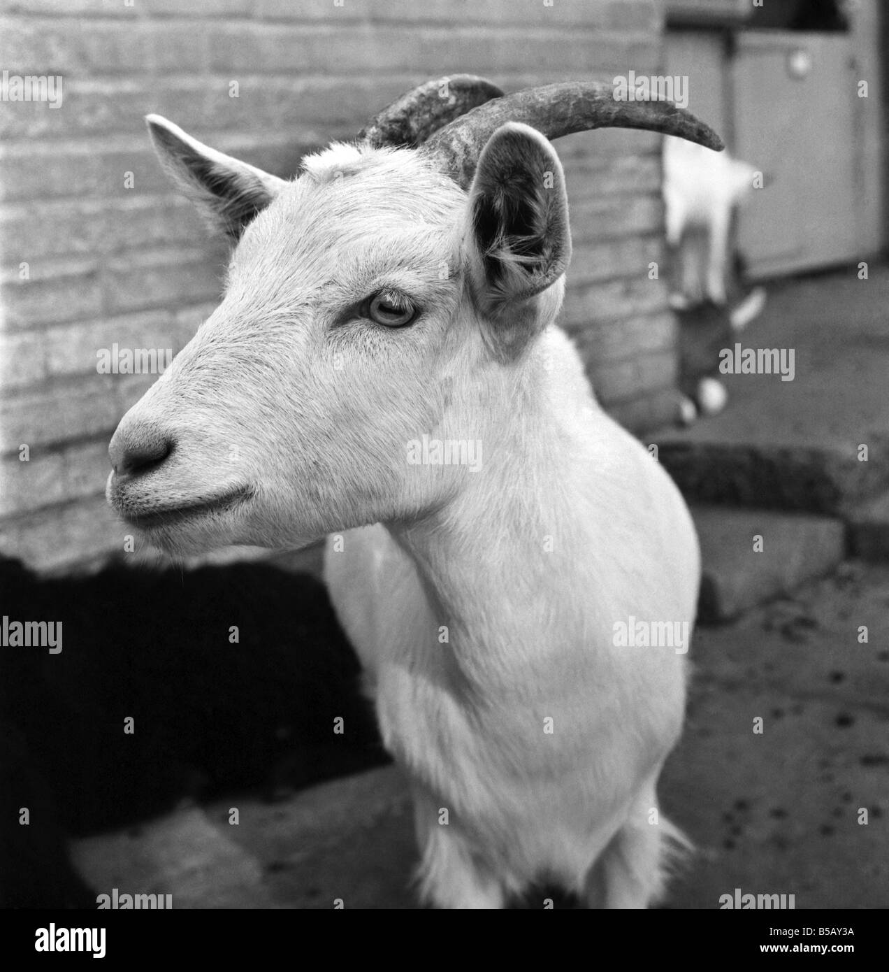 London zoo 1960s hi-res stock photography and images - Alamy