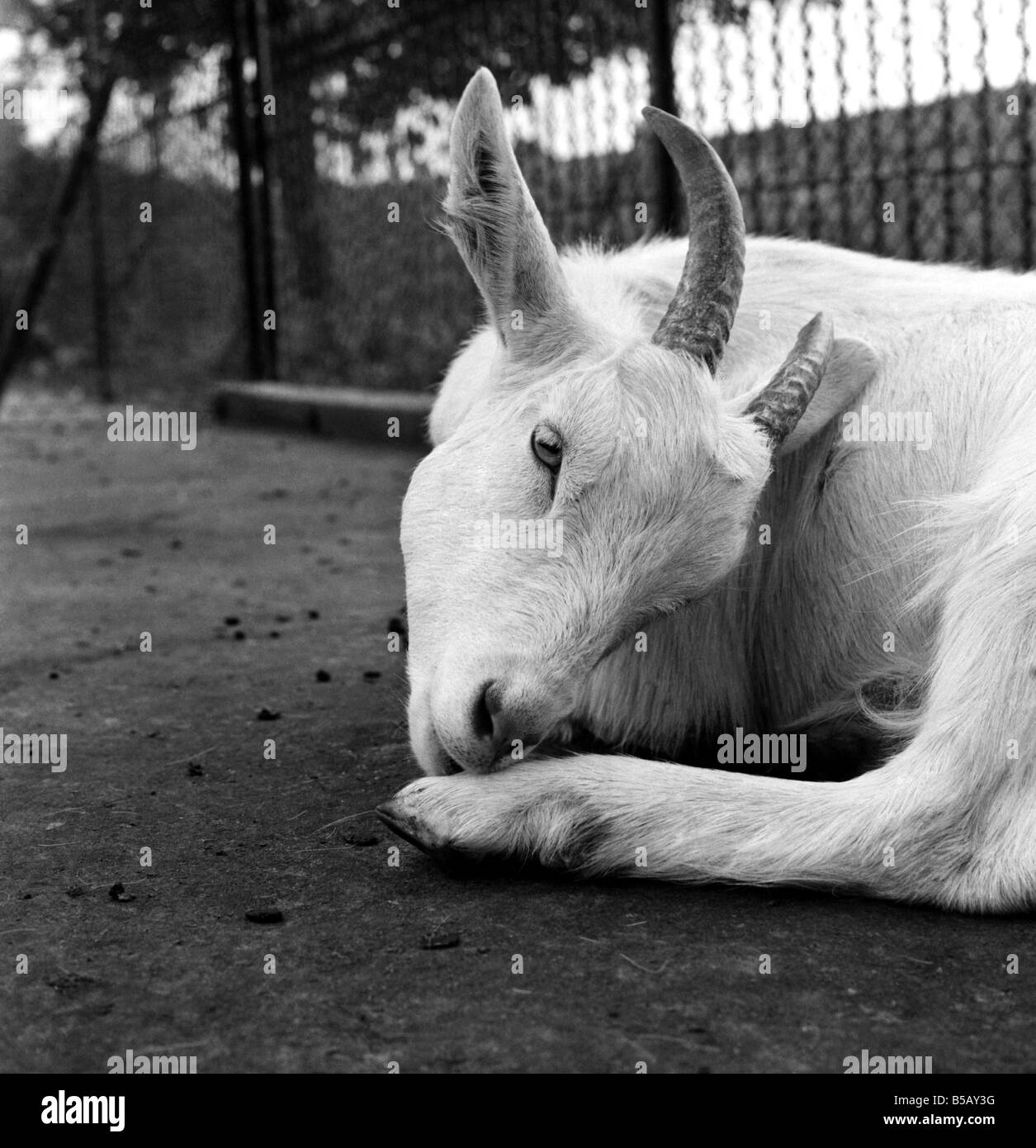 London zoo 1960s hi-res stock photography and images - Alamy