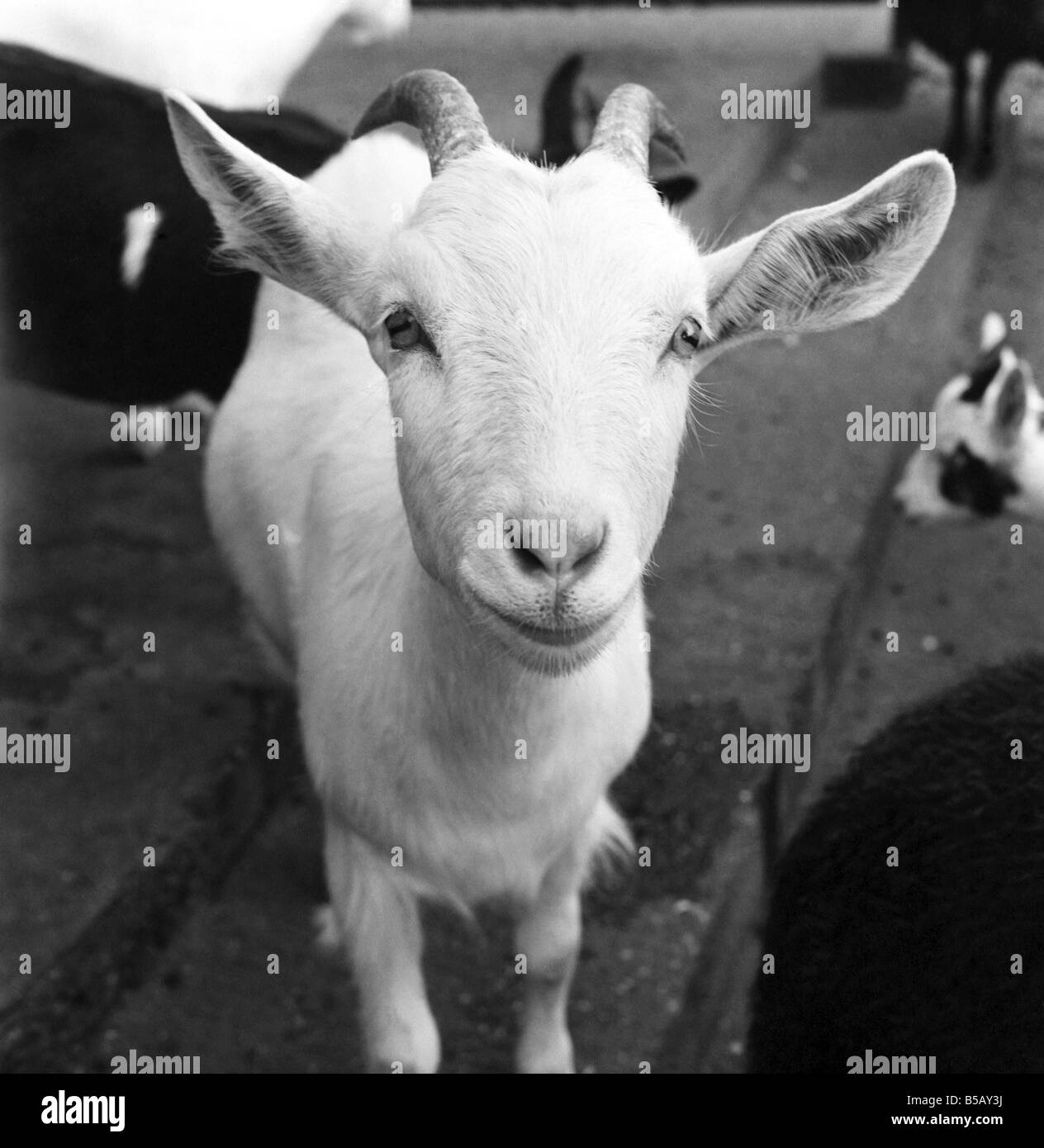 London zoo 1960s hi-res stock photography and images - Alamy