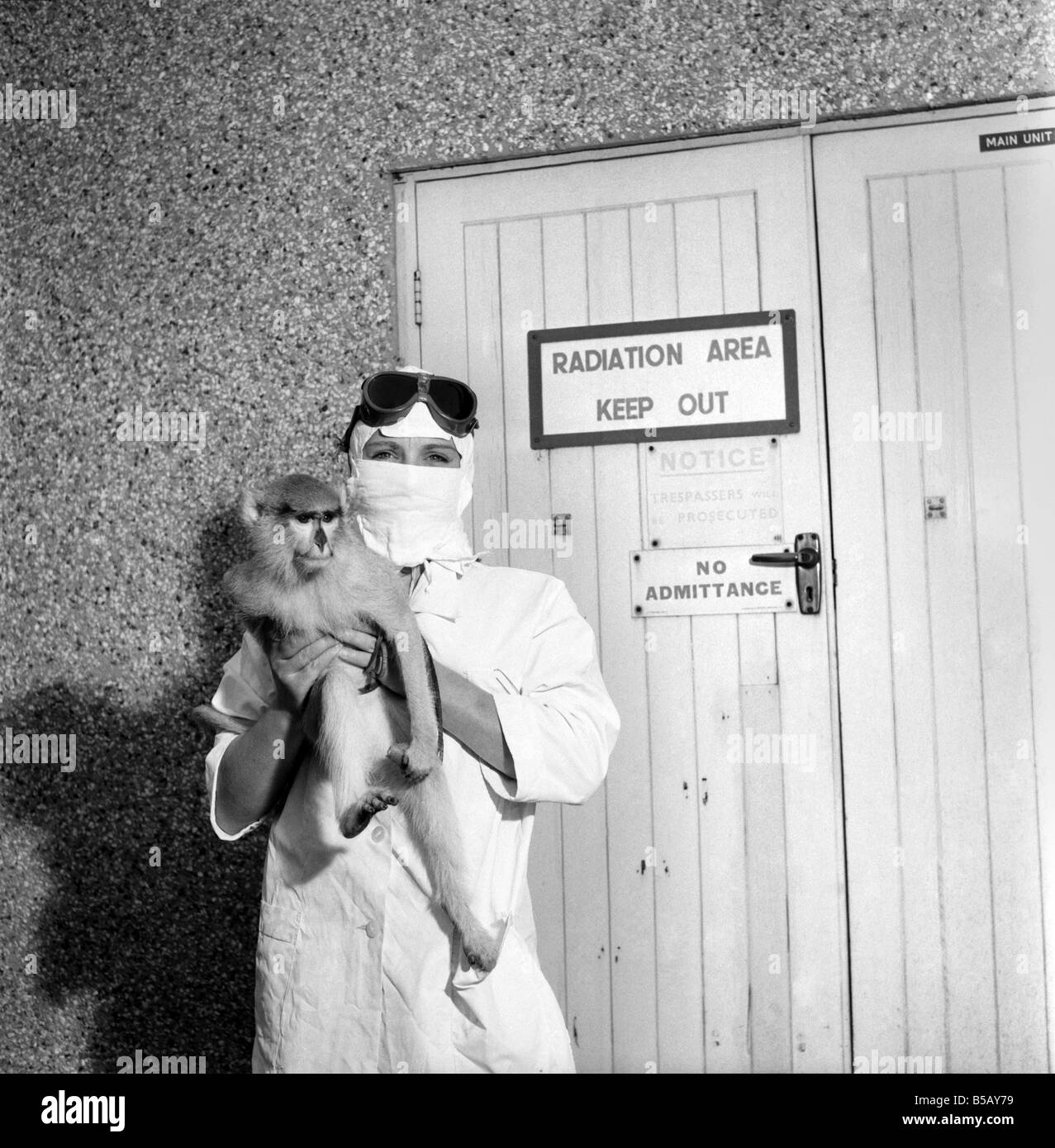 Radiation Testing: Monkey's are exposed to radiation at this U.K ...