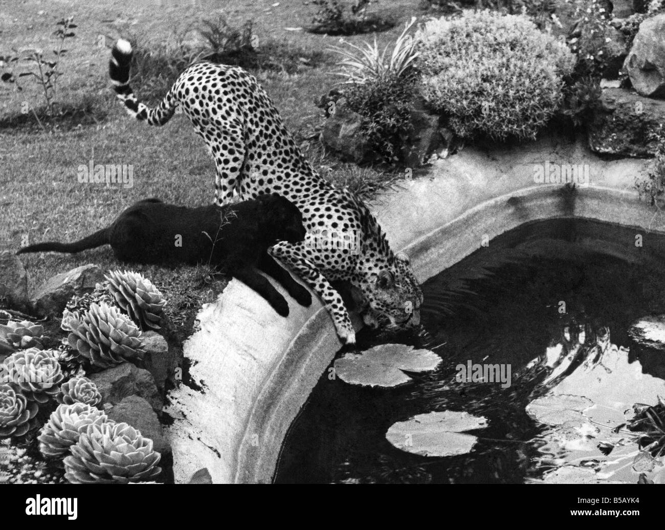 The 4 month old Labrador up looks on as "Tigger" the Cheetah takes a ...