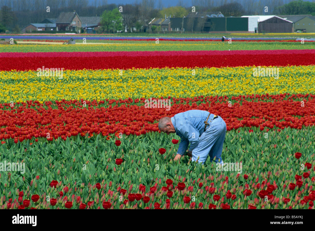 Tulip fields near Keukenhof Holland Europe Stock Photo - Alamy