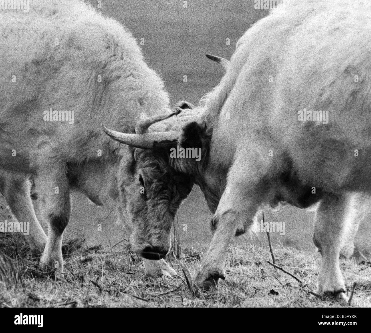 Bulls heads Black and White Stock Photos & Images - Alamy