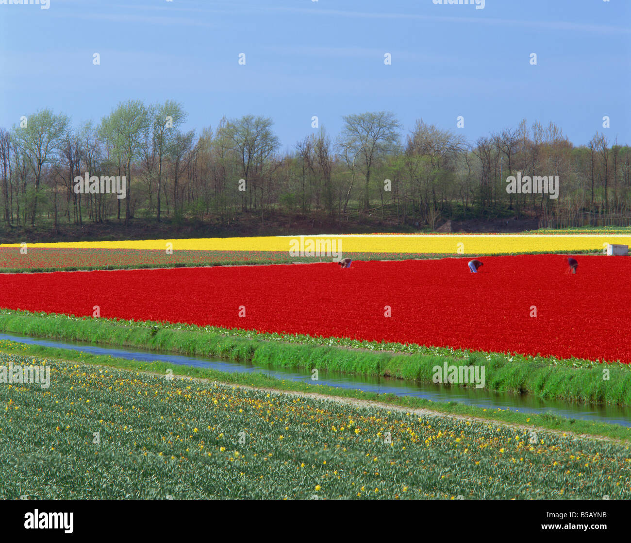 Bulb fields bulbfields hi-res stock photography and images - Alamy