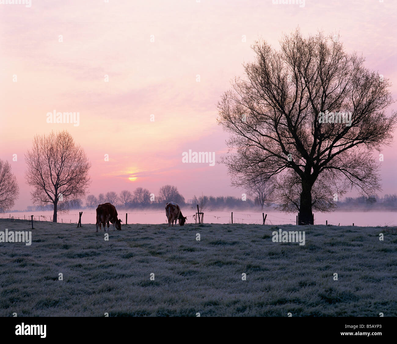 Cows in the early morning in a misty landscape by a river in Holland I ...