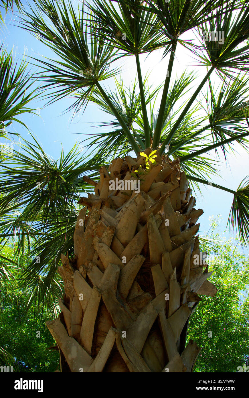 Looking up at a palm tree in Florida Stock Photo - Alamy