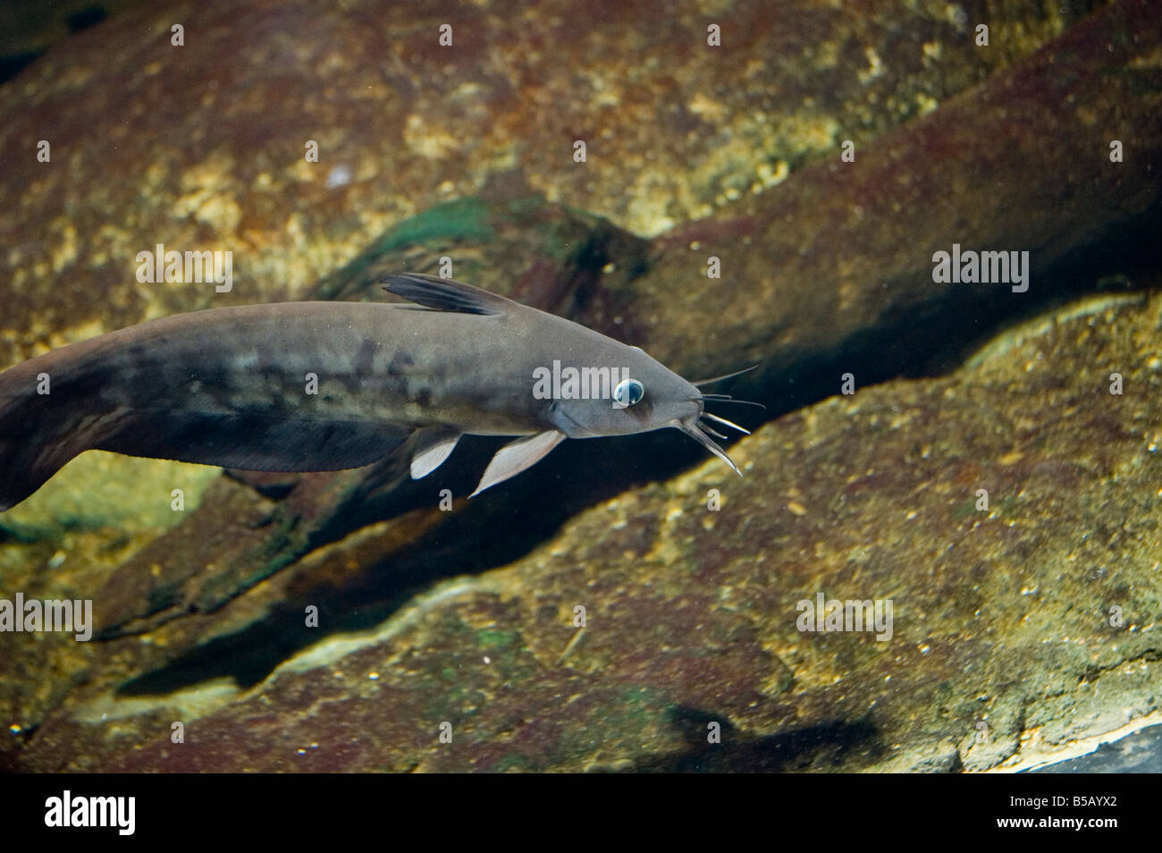 Australian fresh water catfish hi-res stock photography and images - Alamy