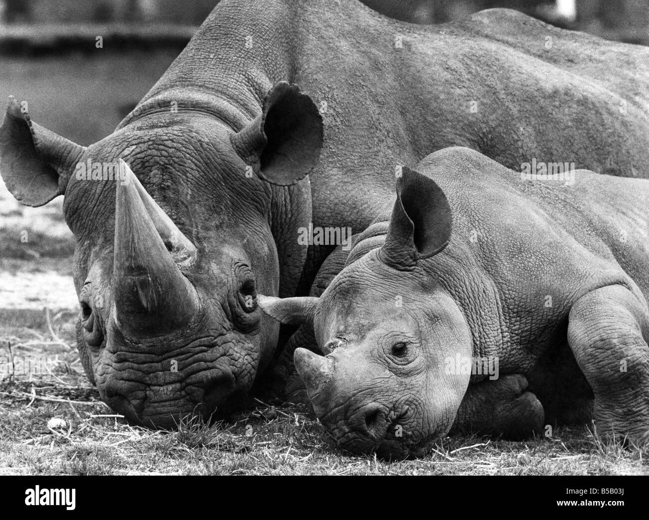 Offspring cute Black and White Stock Photos & Images - Alamy