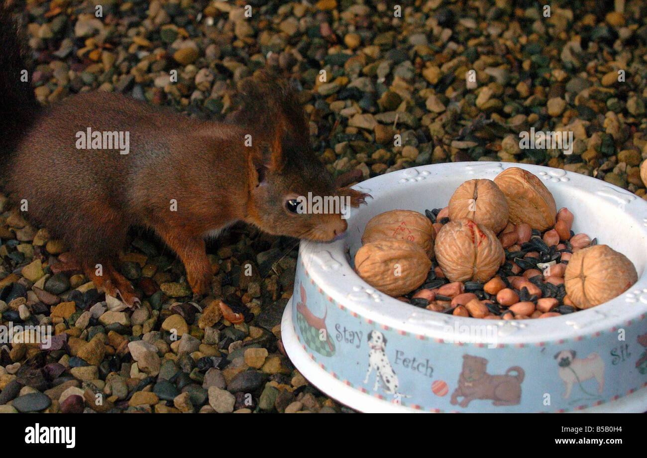 A red squirrel breeding tucks into a feast of nuts Stock Photo - Alamy