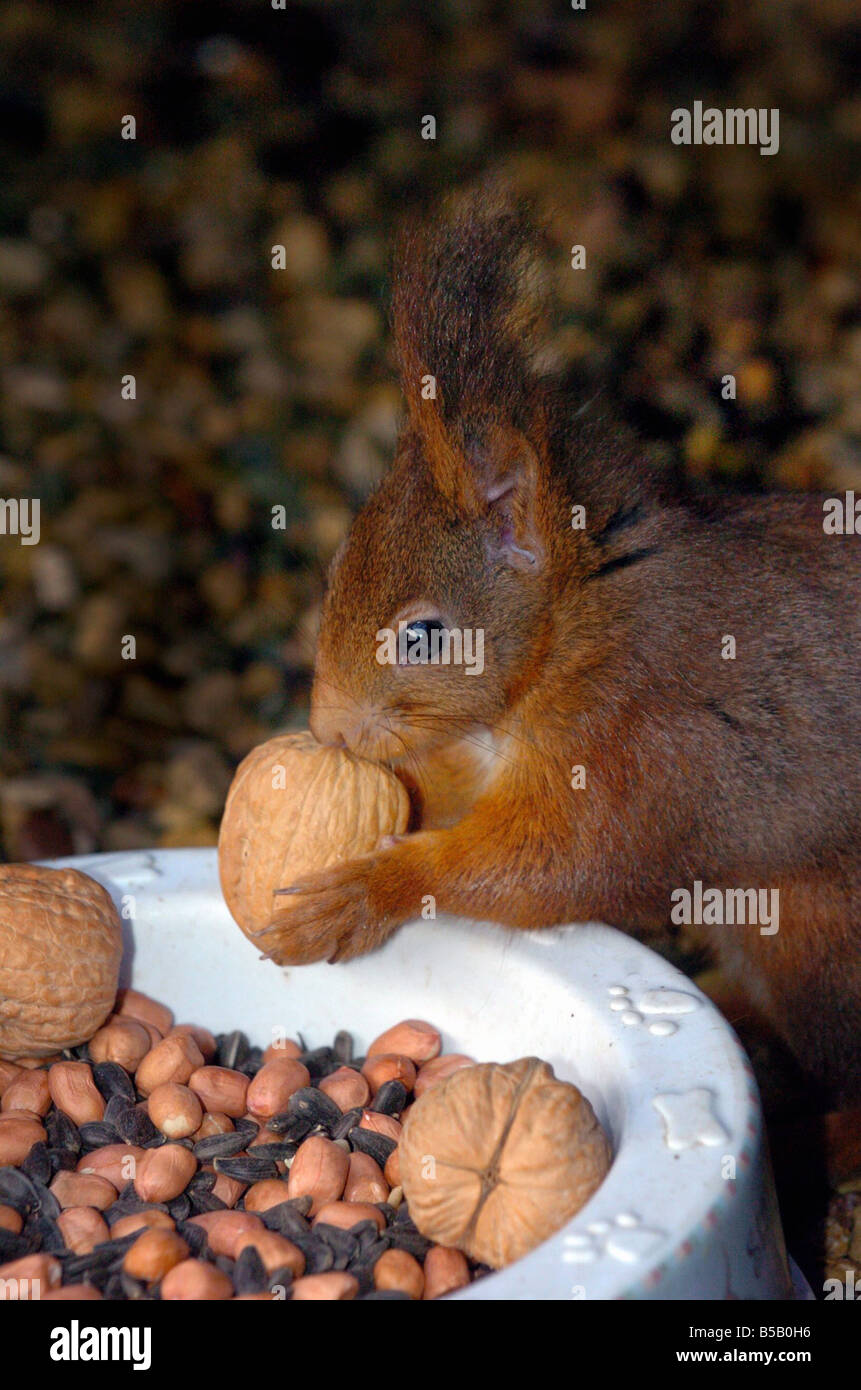 A red squirrel breeding tucks into a feast of nuts Stock Photo - Alamy