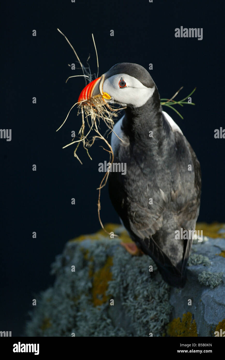 Puffin nesting uk hi-res stock photography and images - Alamy