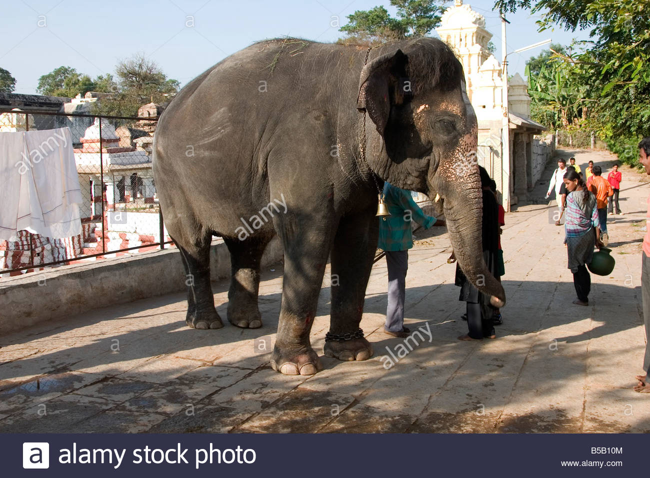 Lakshmi Elephant Stock Photos & Lakshmi Elephant Stock Images - Alamy