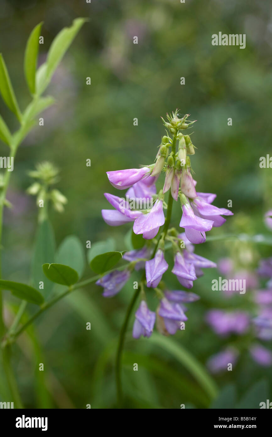 wood vetch Vicia syivatica cornwall Stock Photo - Alamy