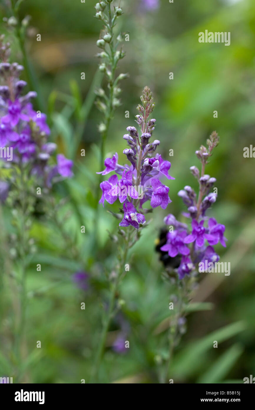 purple toadflax Linaria purpurea Stock Photo - Alamy