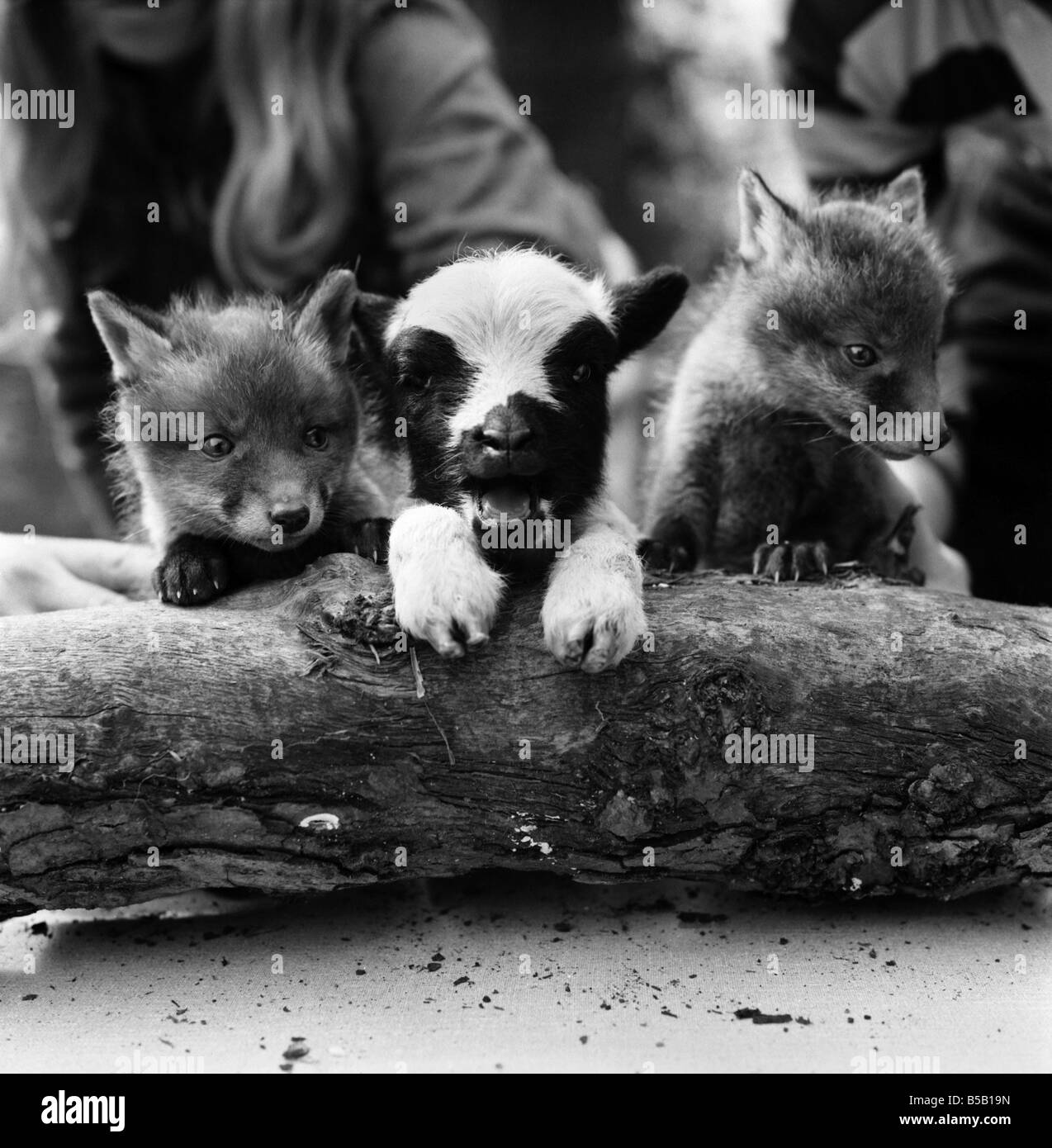 Baby foxes Black and White Stock Photos & Images - Alamy