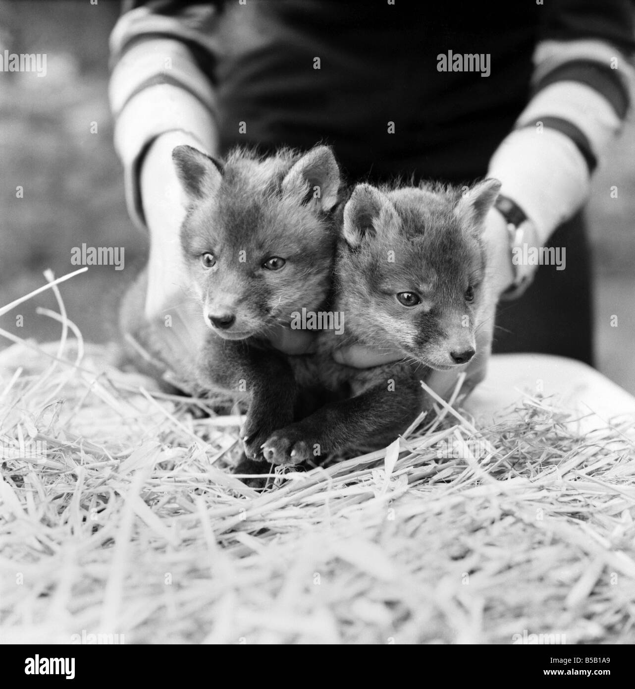 Foxes two Black and White Stock Photos & Images - Alamy