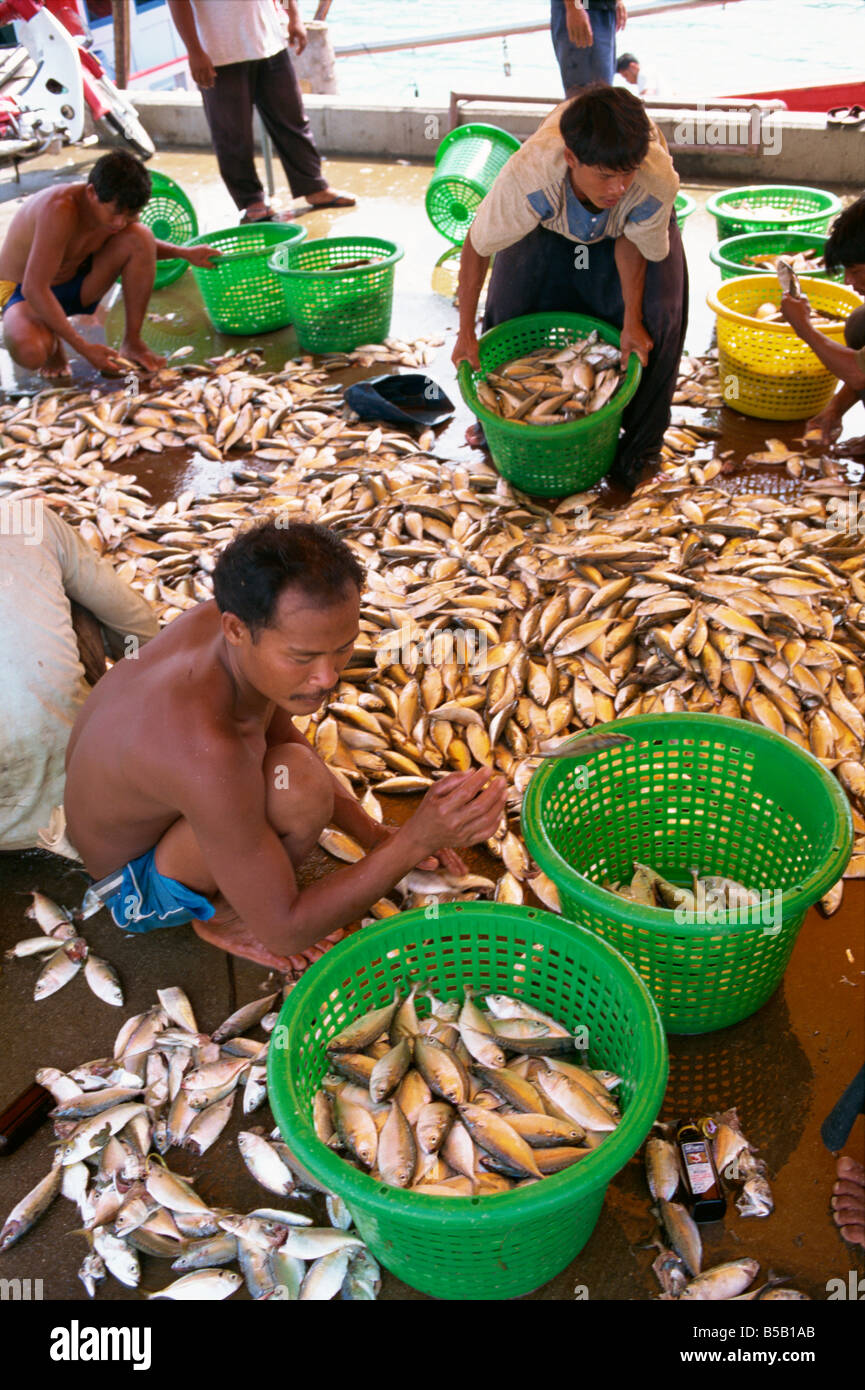 Men sorting fish hi-res stock photography and images - Alamy