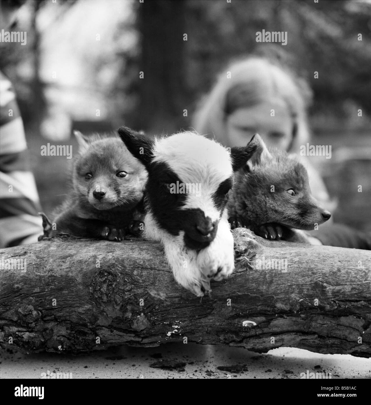 Two cute fox cubs with baby lamb. April 1975 Stock Photo - Alamy