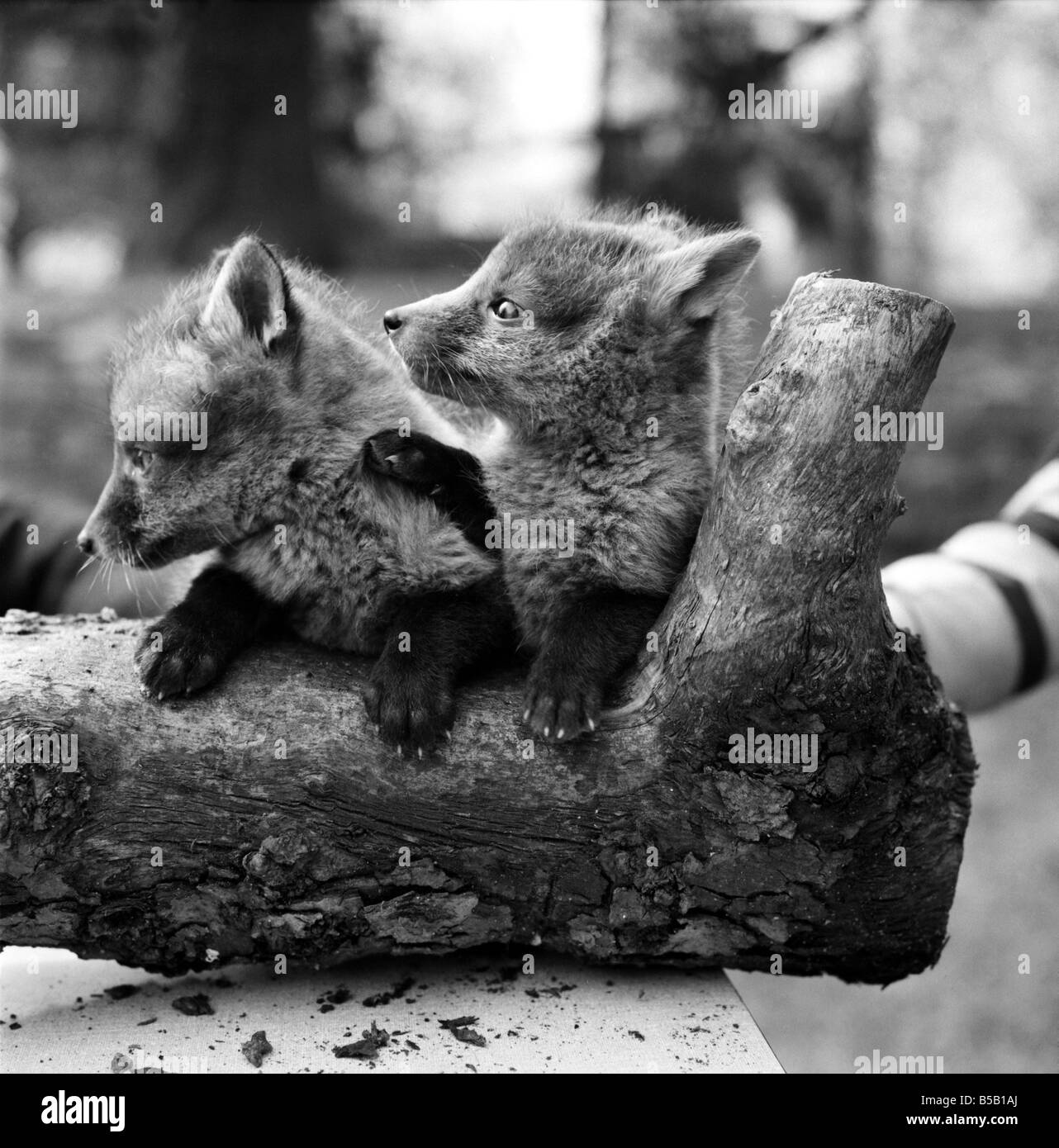 Two fox Black and White Stock Photos & Images - Alamy