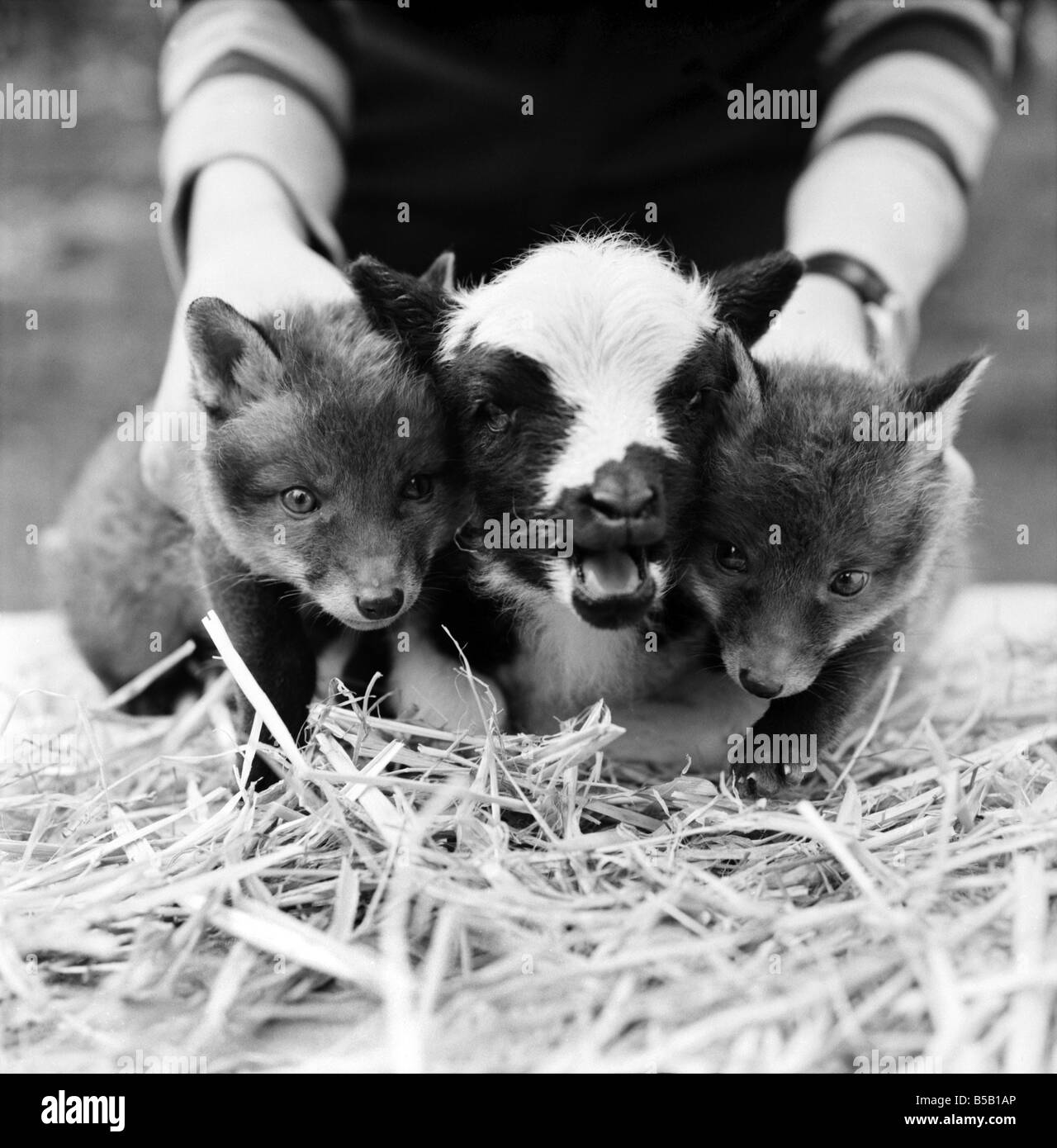 Two lamb Black and White Stock Photos & Images - Alamy