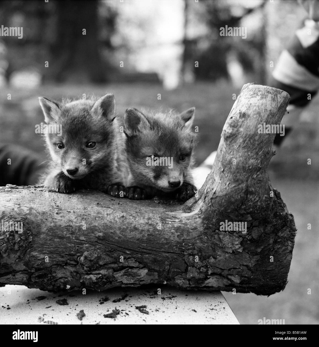 Two cute fox cubs. April 1975 Stock Photo - Alamy