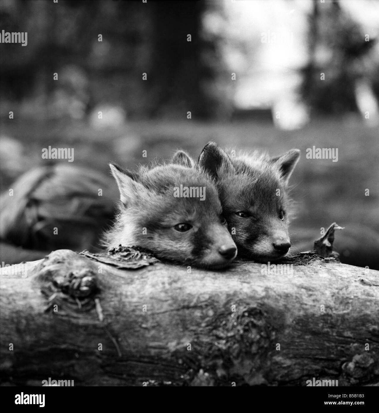 Two fox cubs Black and White Stock Photos & Images - Alamy