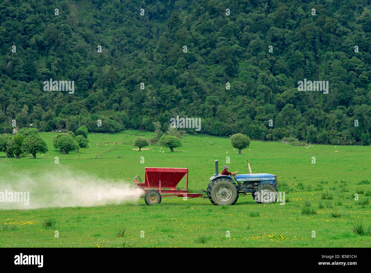 Spraying fertiliser on field for sheep grazing on coastal area near ...