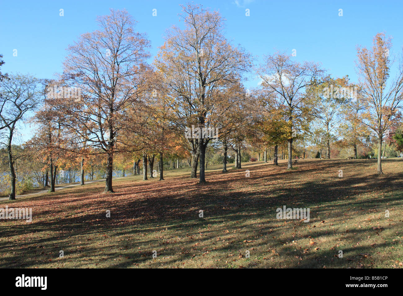Trees nature fall season Stock Photo - Alamy