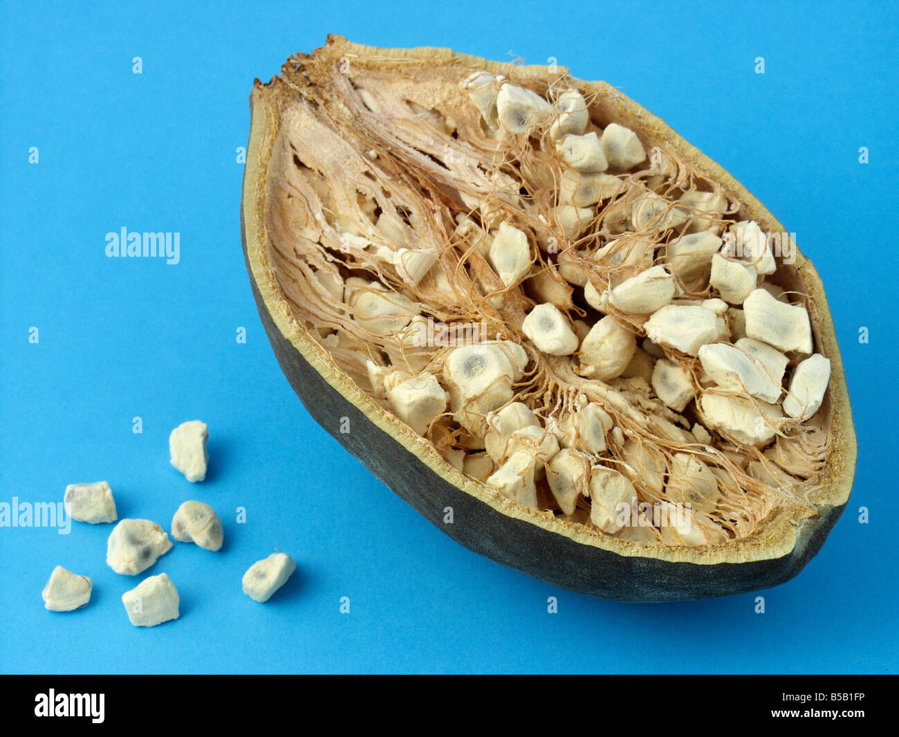 Baobab tree fruit Adansonia digitata Stock Photo - Alamy