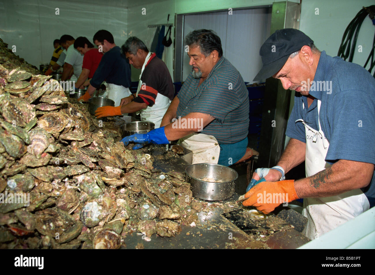 New zealand food processing hi-res stock photography and images - Alamy