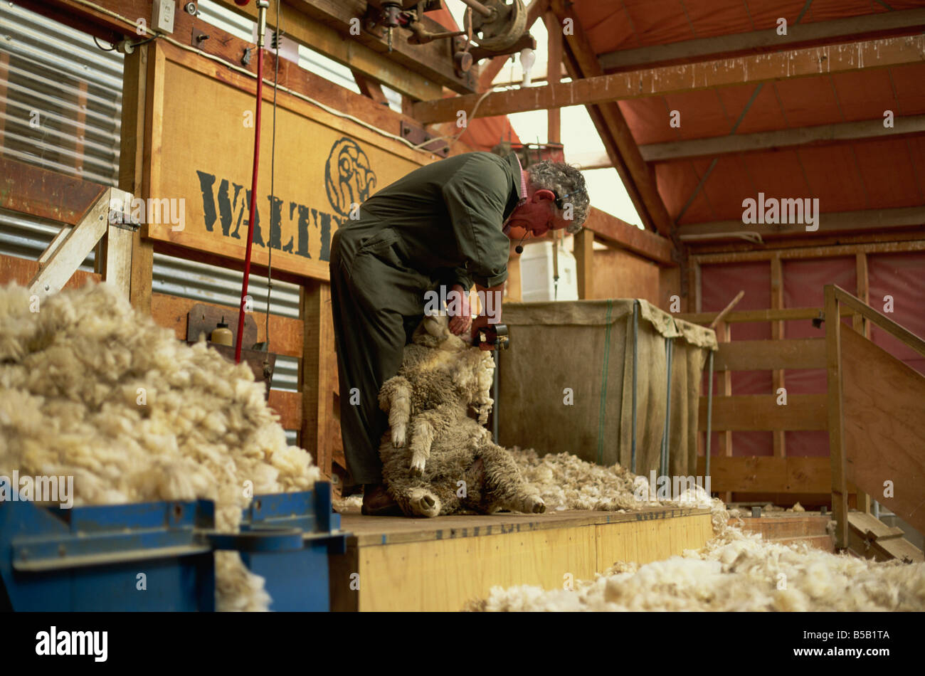 Demonstration of traditional sheep-shearing with clippers at Walter ...
