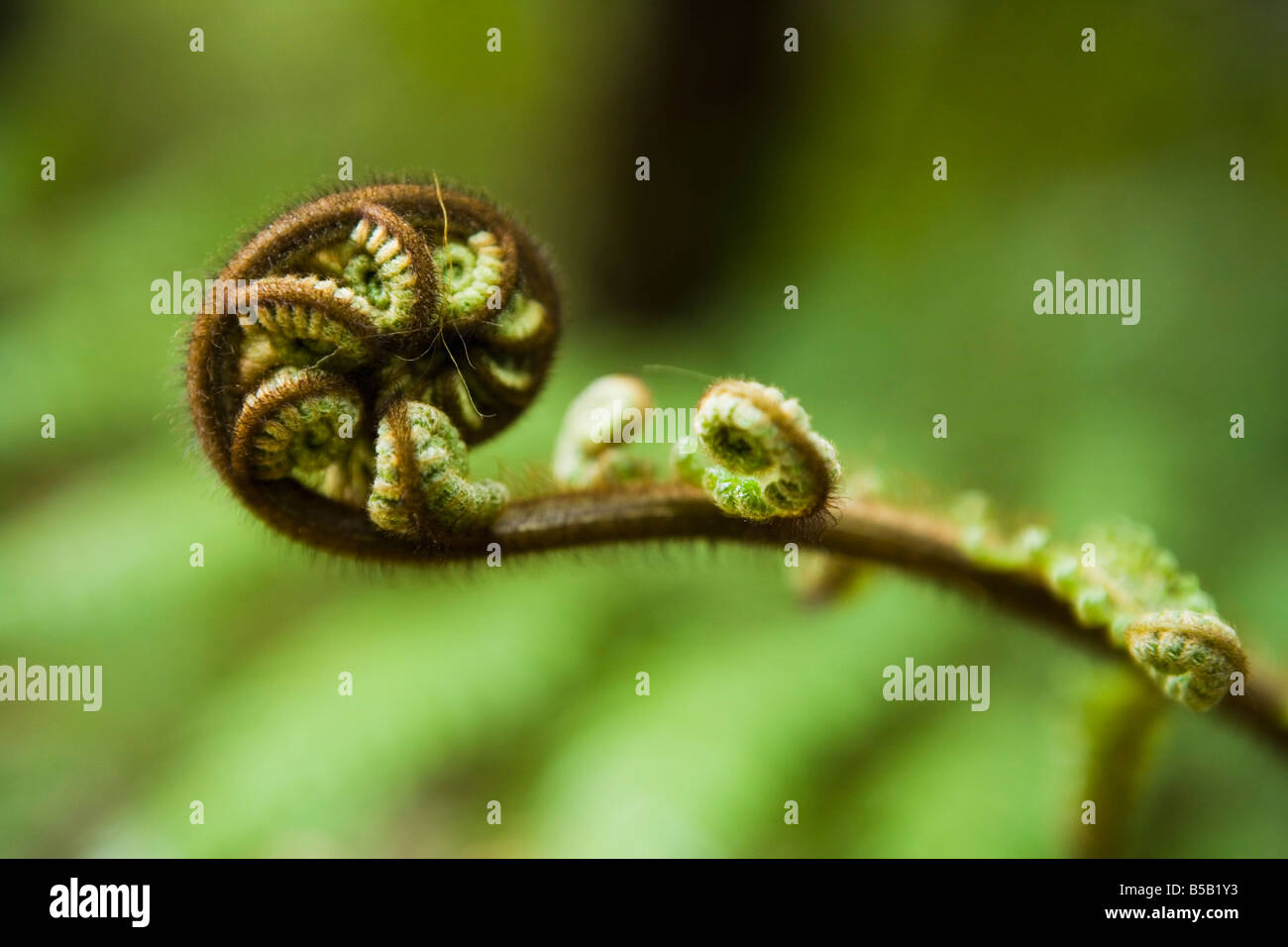 Curled tree fern frond hi-res stock photography and images - Alamy