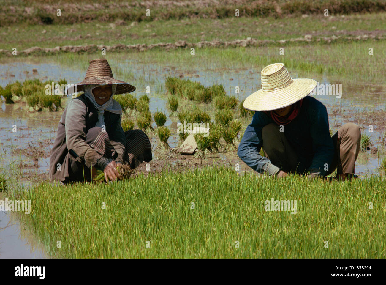 Rice planting Thailand Southeast Asia Asia Stock Photo - Alamy