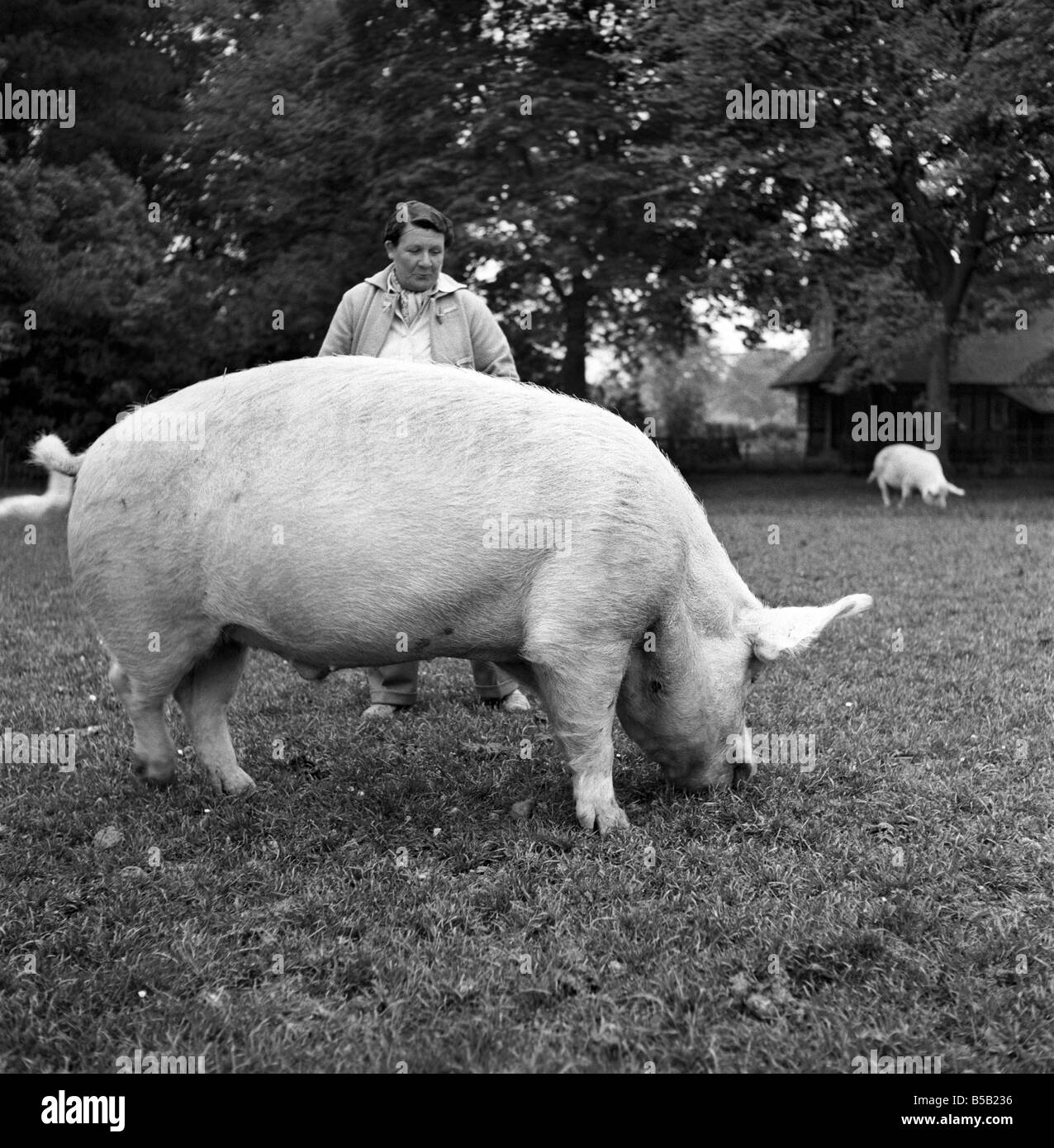 Farmer with pig hi-res stock photography and images - Alamy
