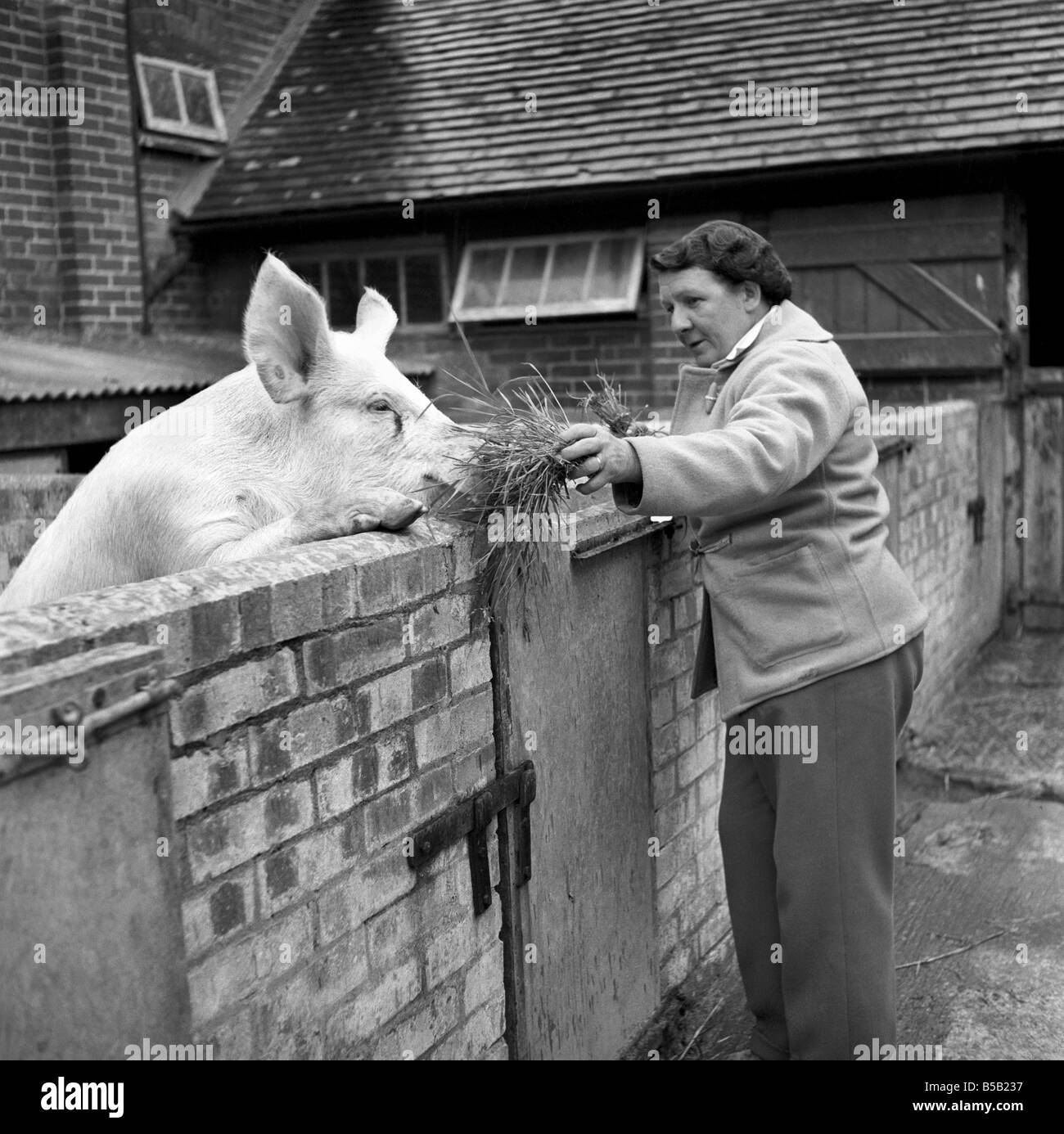 Mrs. Moss a livestock farmer seen here on the farm with her pigs. 1954 ...