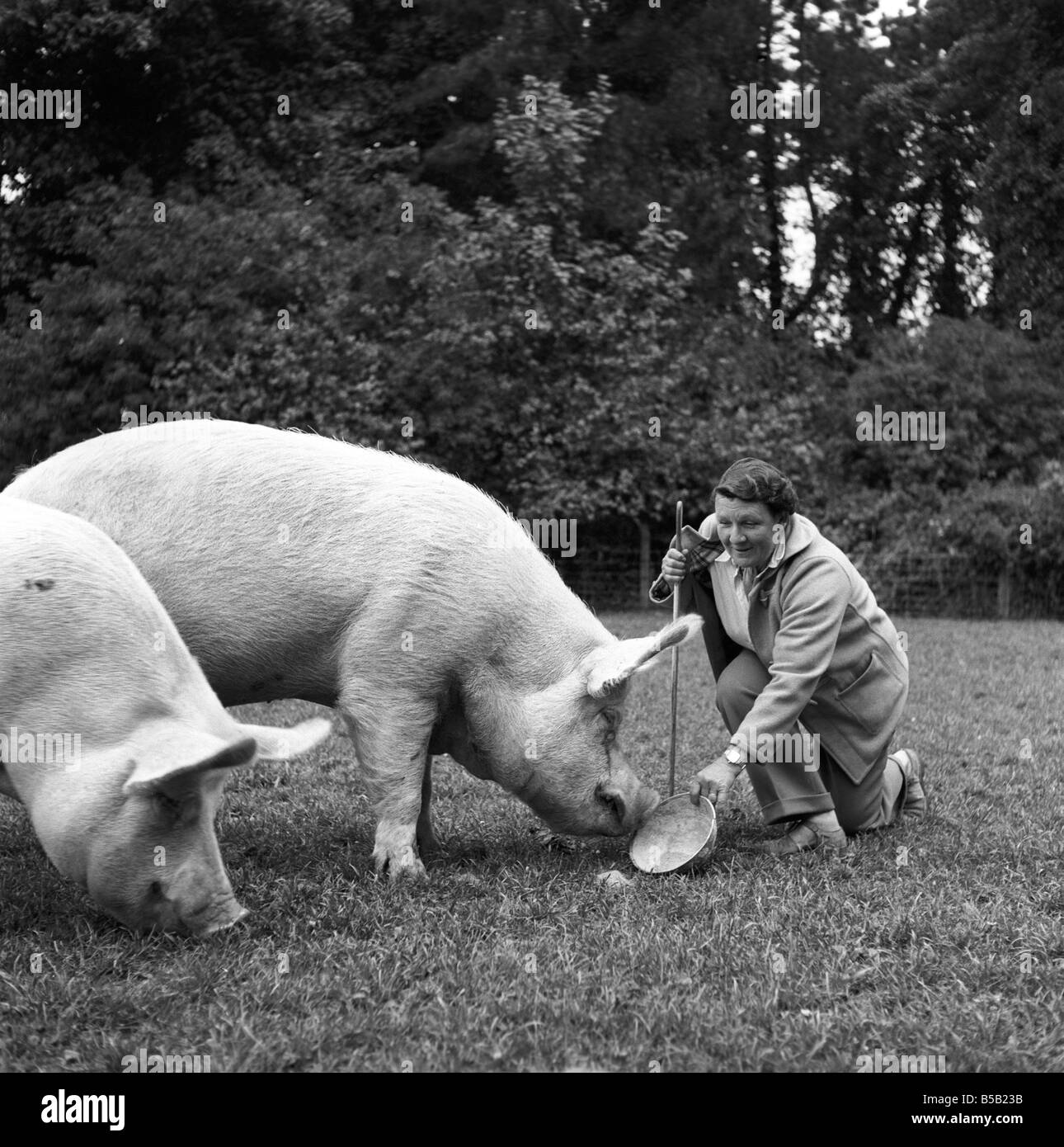 1950s livestock hi-res stock photography and images - Alamy